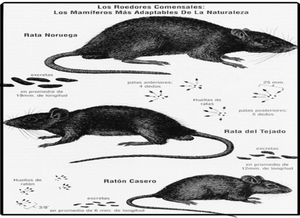 Ratas y Roedores - Fumigadora Meridiana