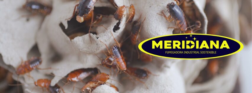 Fumigación de Insectos: Protege Tu Hogar y Salud - Fumigadora Meridiana