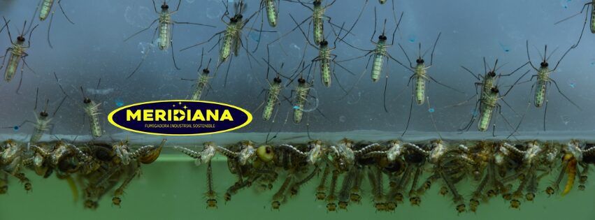 Las 7 Técnicas Más Revolucionarias de Fumigación de Mosquitos